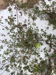 Autumn Starlite Azalea Encore | Stewart Plant Database