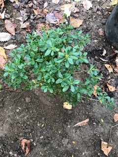 Azalea Ellie Harris | Stewart Plant Database