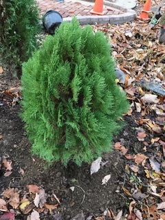 Blue Cone Arborvitae | Stewart Plant Database