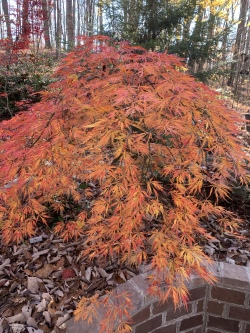 Laceleaf Japanese Maple | Stewart Plant Database