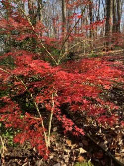 Japanese Maple Butterfly | Stewart Plant Database