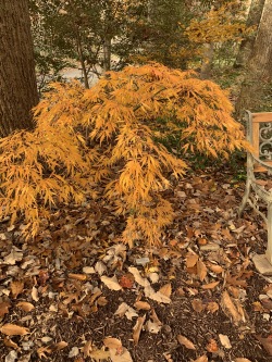Spring Delight Japanese Maple | Stewart Plant Database