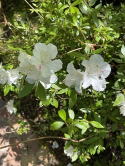 Autumn Starlite Azalea Encore | Stewart Plant Database
