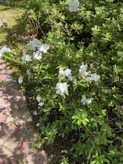 Autumn Starlite Azalea Encore | Stewart Plant Database