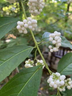 White Beautyberry | Stewart Plant Database