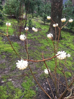 Winter Gold PaperBush | Stewart Plant Database