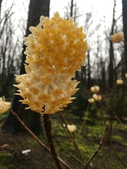 Winter Gold PaperBush | Stewart Plant Database