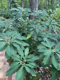 Winter Gold PaperBush | Stewart Plant Database