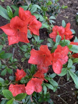Encore Azalea Autumn Sunset | Stewart Plant Database
