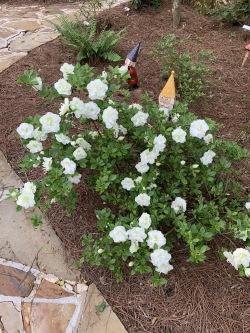 Azalea Encore Autumn Angel | Stewart Plant Database