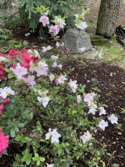 Azalea Ellie Harris | Stewart Plant Database