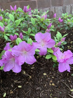 Encore Azalea Autumn Lilac | Stewart Plant Database