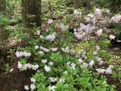 Azalea Ellie Harris | Stewart Plant Database