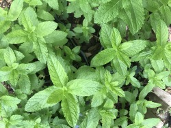 Blue Balsam Peppermint | Stewart Plant Database
