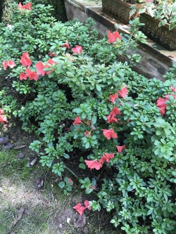 Encore Azalea Autumn Sunset | Stewart Plant Database