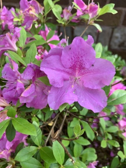 Encore Azalea Autumn Lilac | Stewart Plant Database