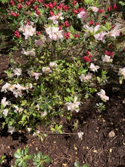 Azalea Ellie Harris | Stewart Plant Database