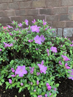 Encore Azalea Autumn Lilac | Stewart Plant Database