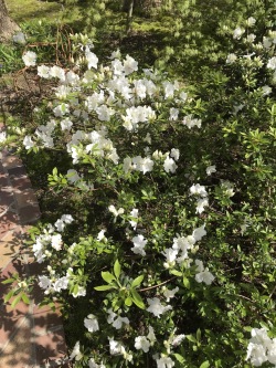 Autumn Starlite Azalea Encore | Stewart Plant Database