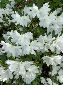 Azalea Delaware Valley White | Stewart Plant Database