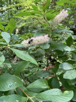 Ruby Spice Summersweet | Stewart Plant Database