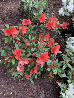 Encore Azalea Autumn Sunset | Stewart Plant Database