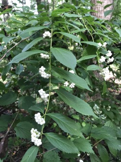 White Beautyberry | Stewart Plant Database