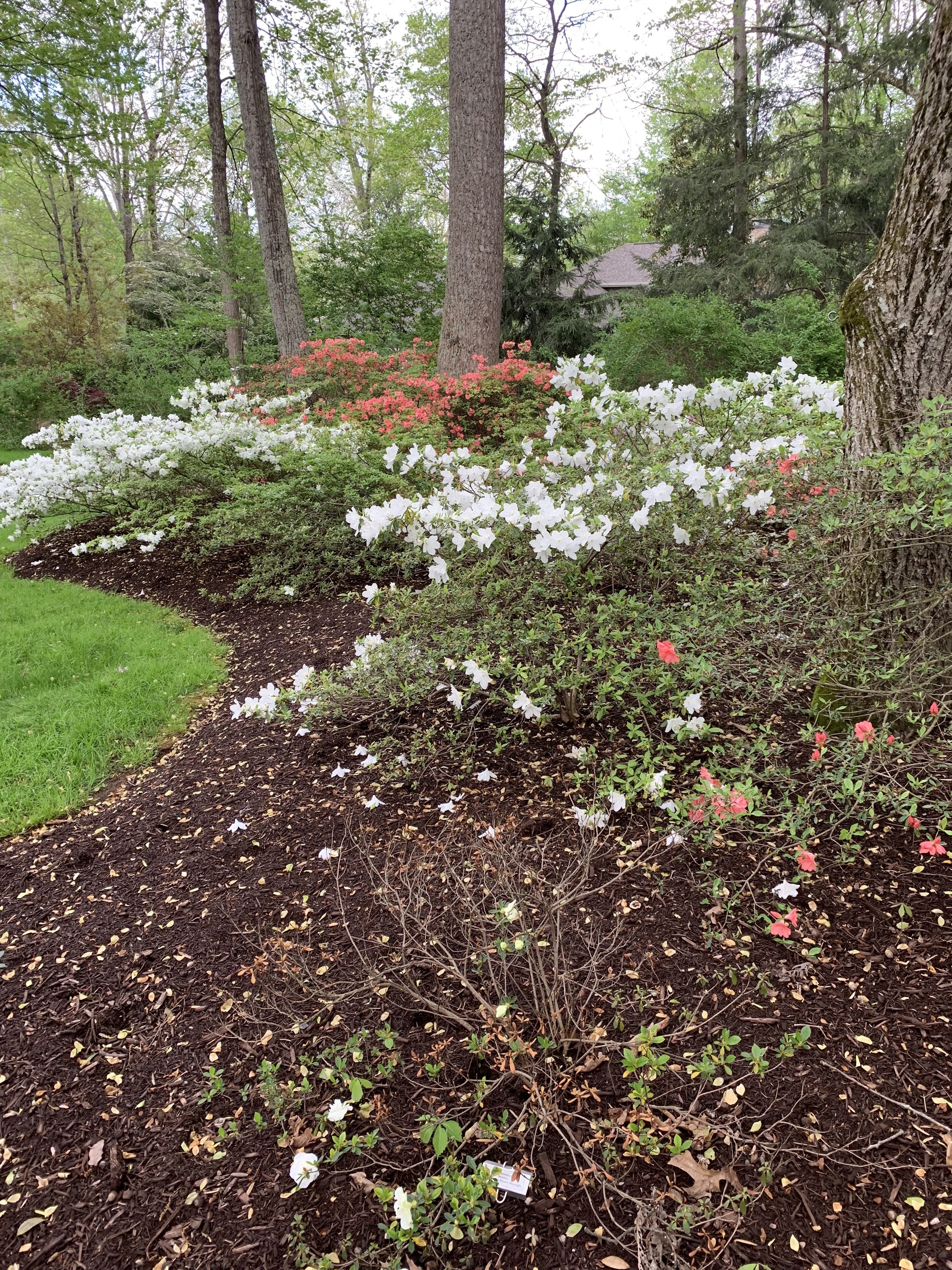 Front Yard Large Azalea Top Bed - Big | Randy Stewart's Garden