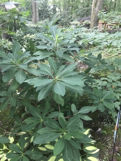 Winter Gold PaperBush | Stewart Plant Database