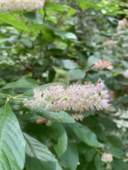 Ruby Spice Summersweet | Stewart Plant Database