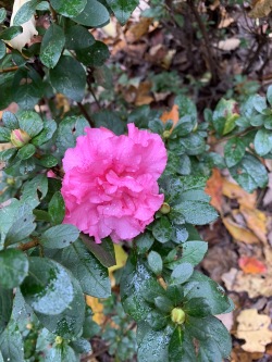 Bloom-A-Thon Pink Double Azalea | Stewart Plant Database