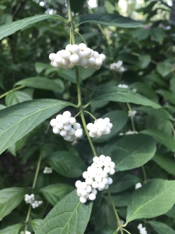 White Beautyberry | Stewart Plant Database