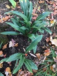 Japanese Sacred Lily | Stewart Plant Database