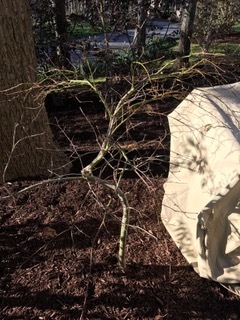 Spring Delight Japanese Maple | Stewart Plant Database